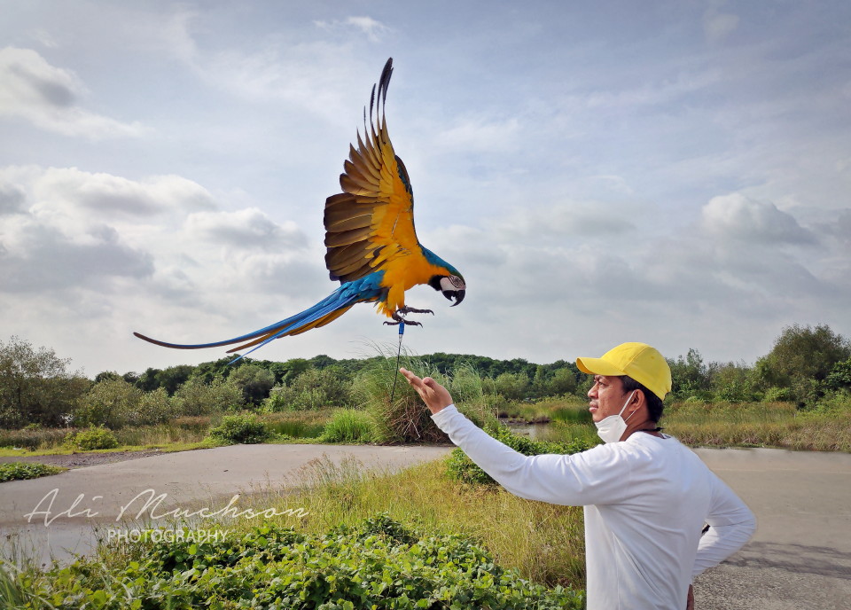 Macaw, Burung dengan Bulu Eksotik dan Punya Kecerdasan Tinggi – Ali Muchson